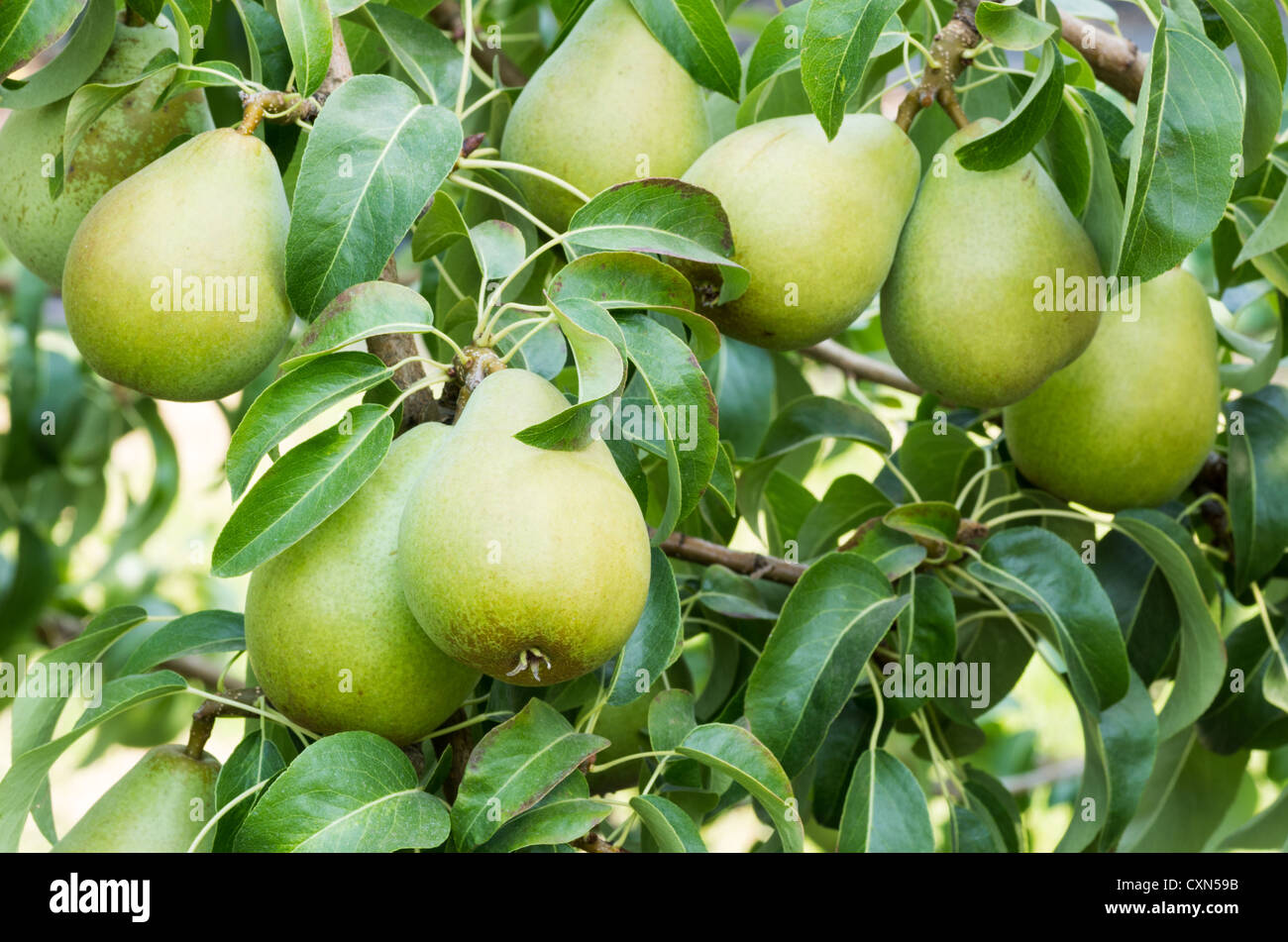 Bartlett pears tree hi-res stock photography and images - Alamy
