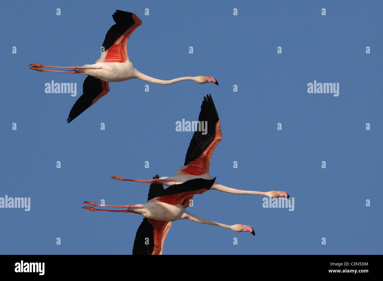 three flamingos while flying in formation in the blue sky of the ...