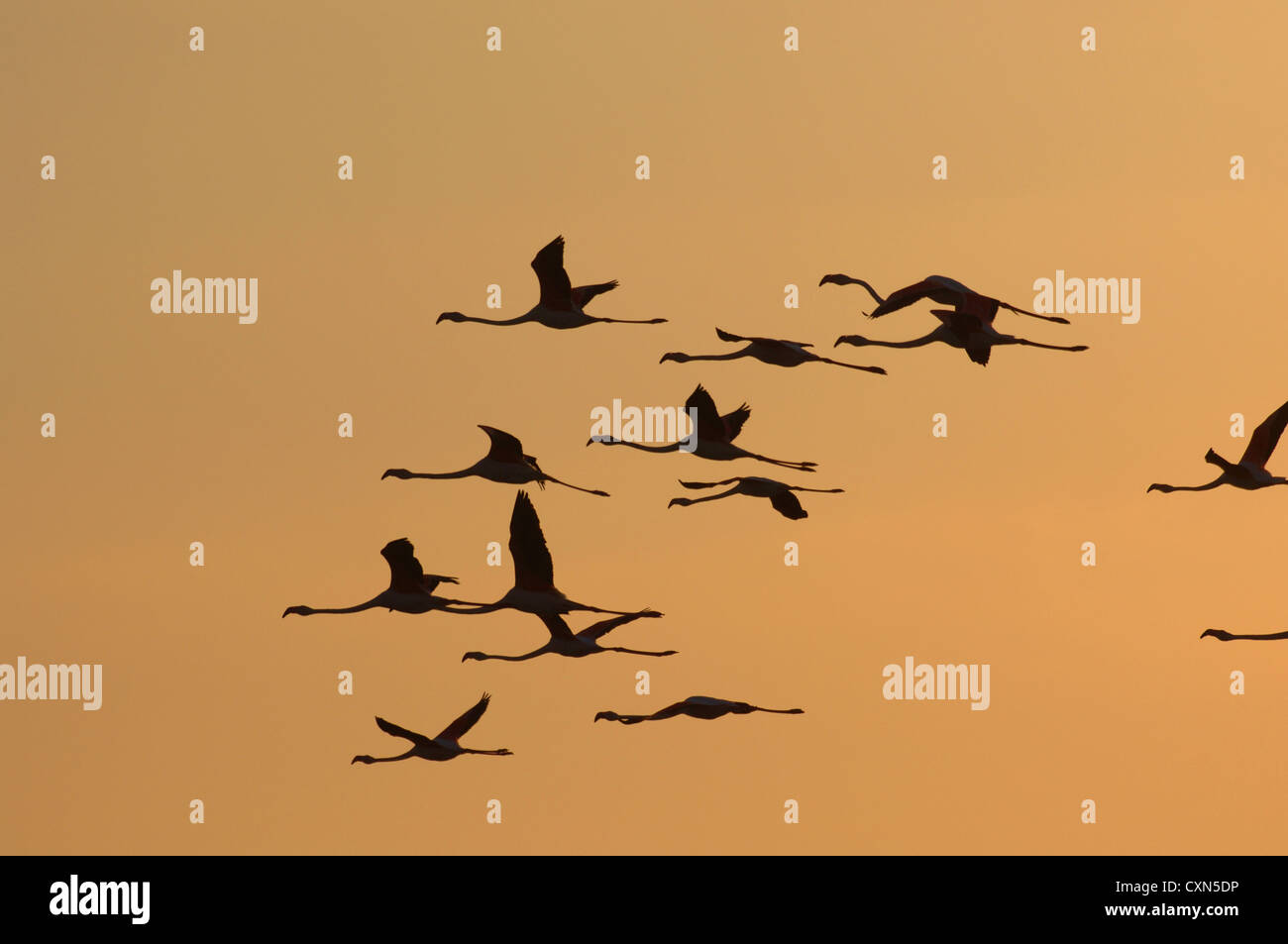 Flock flamingos flying sunset hi-res stock photography and images - Alamy