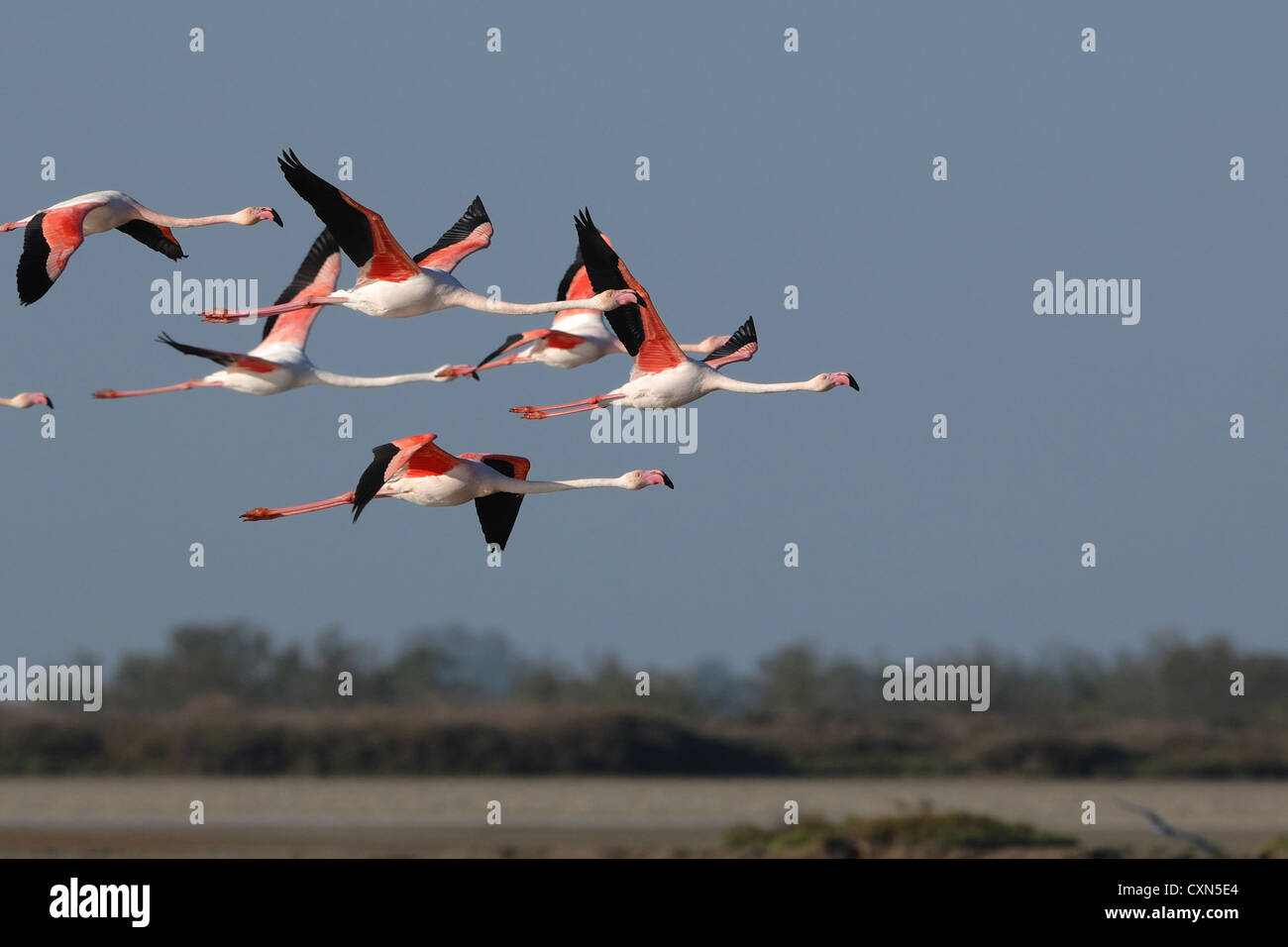 more flamingos while flying in formation in the blue sky of the ...