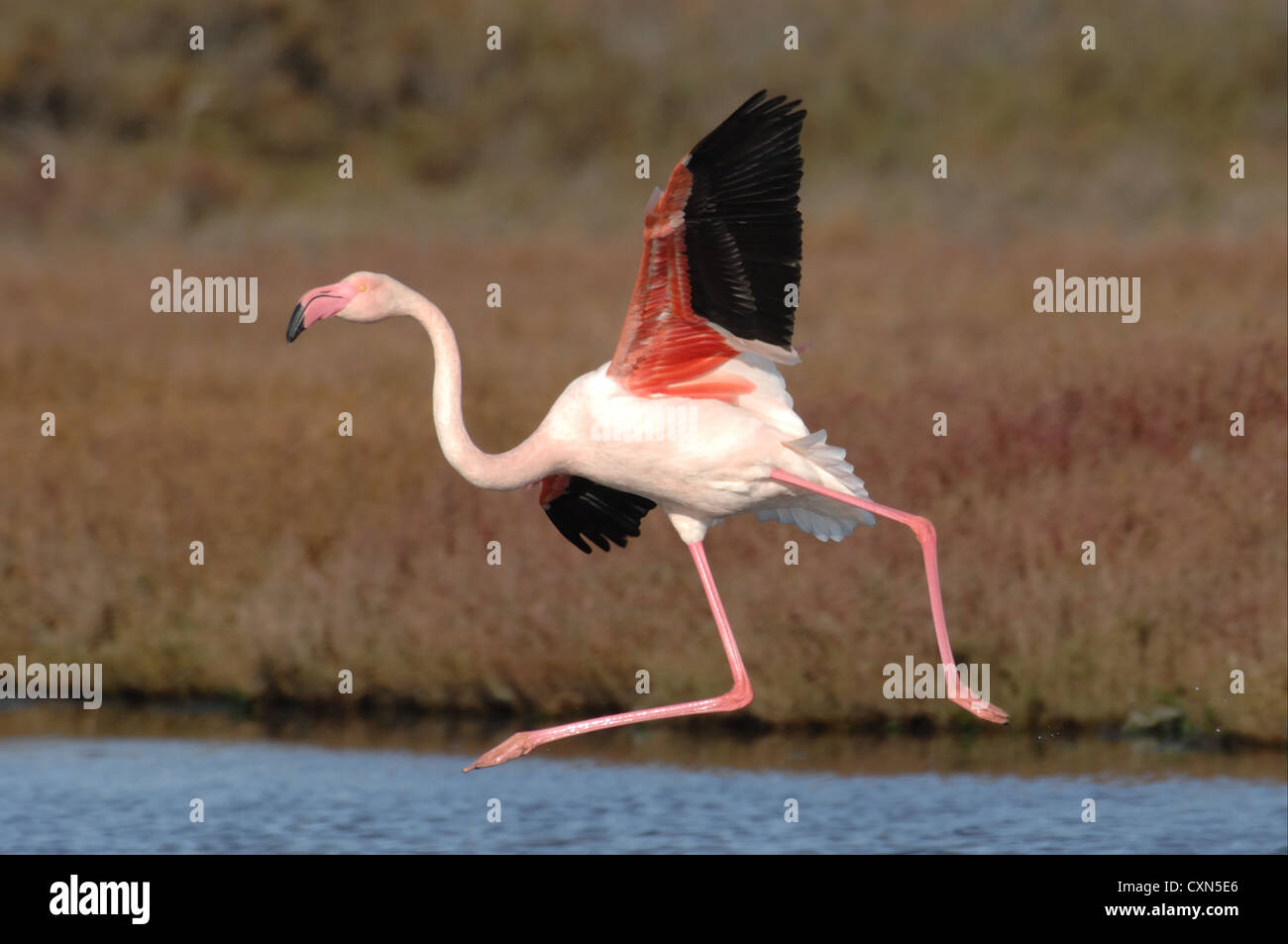 a flamingo while landing in the reeds of the pond of the Camargue ...