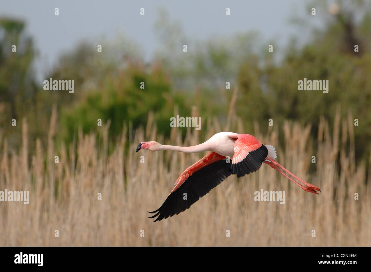 Camargue flamingo hi-res stock photography and images - Alamy