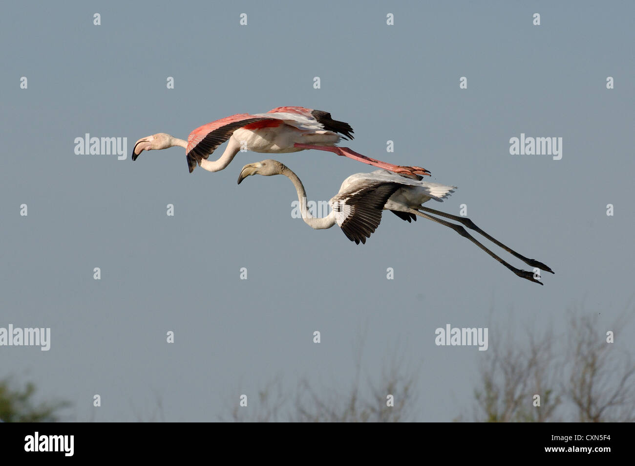 Flying flamingo hi-res stock photography and images - Alamy
