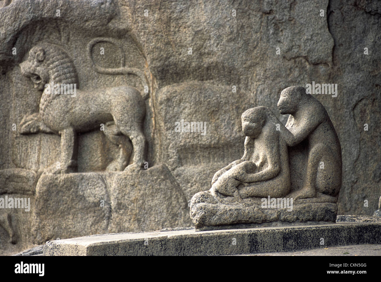 Monkey family;Arjuna's Penange, Mahabalipuram near Chennai; Madras ...