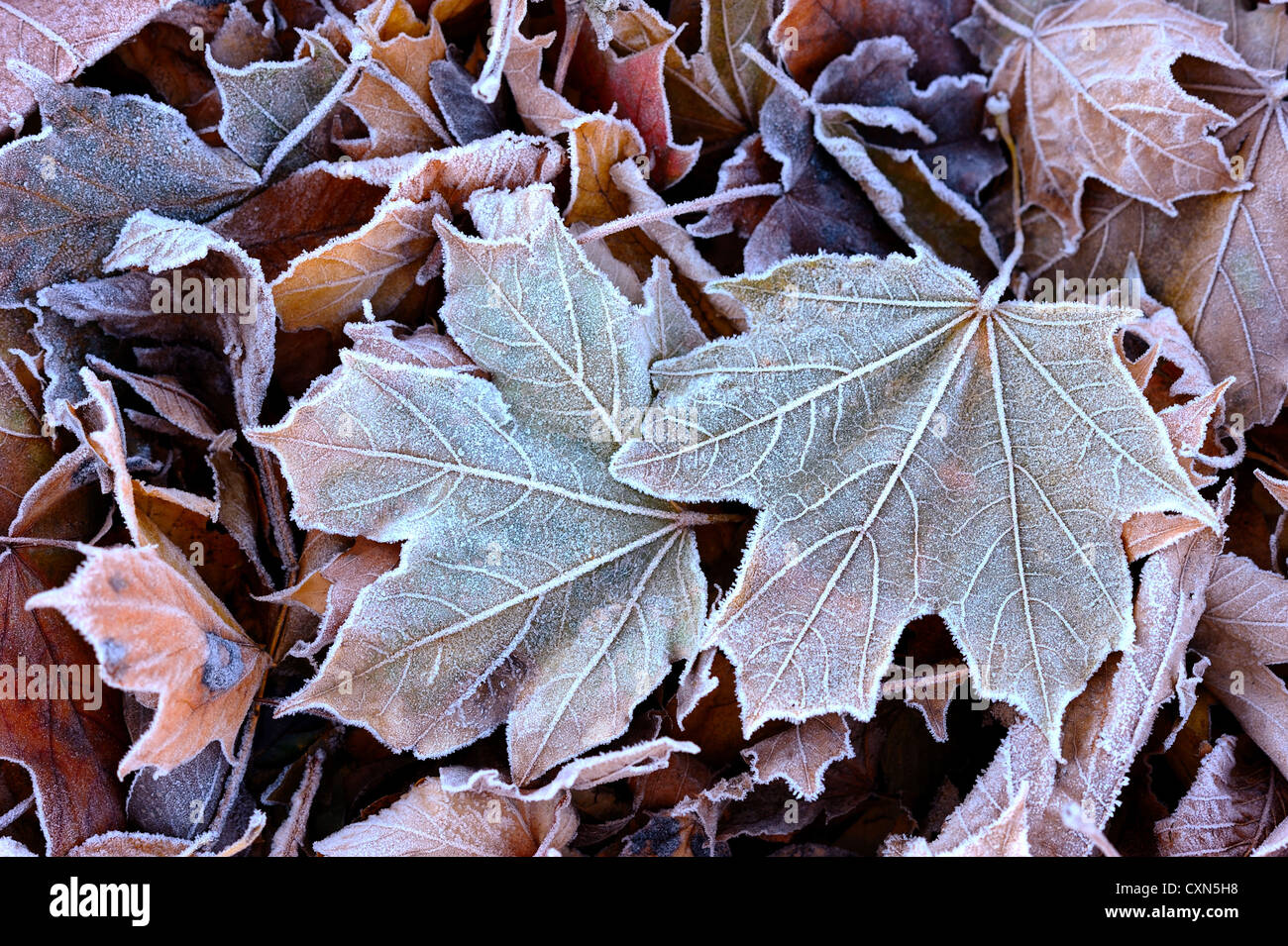 First vein hi-res stock photography and images - Alamy