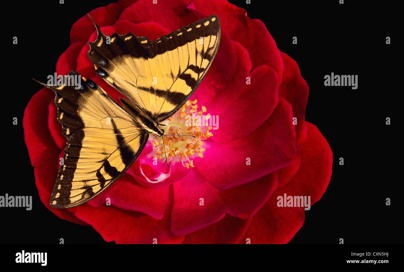 Tiger rose hi-res stock photography and images - Alamy