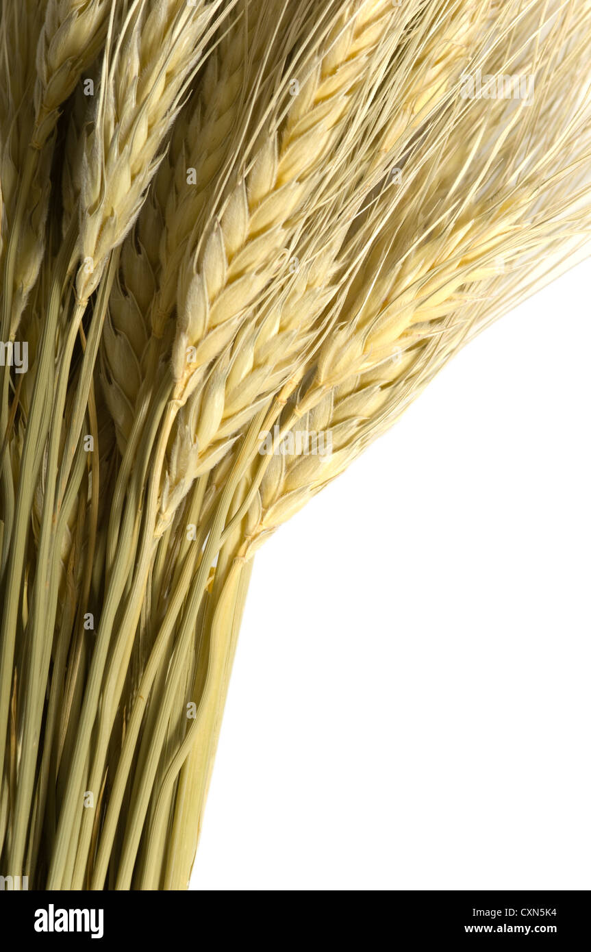 Sheaves of wheat hi-res stock photography and images - Alamy
