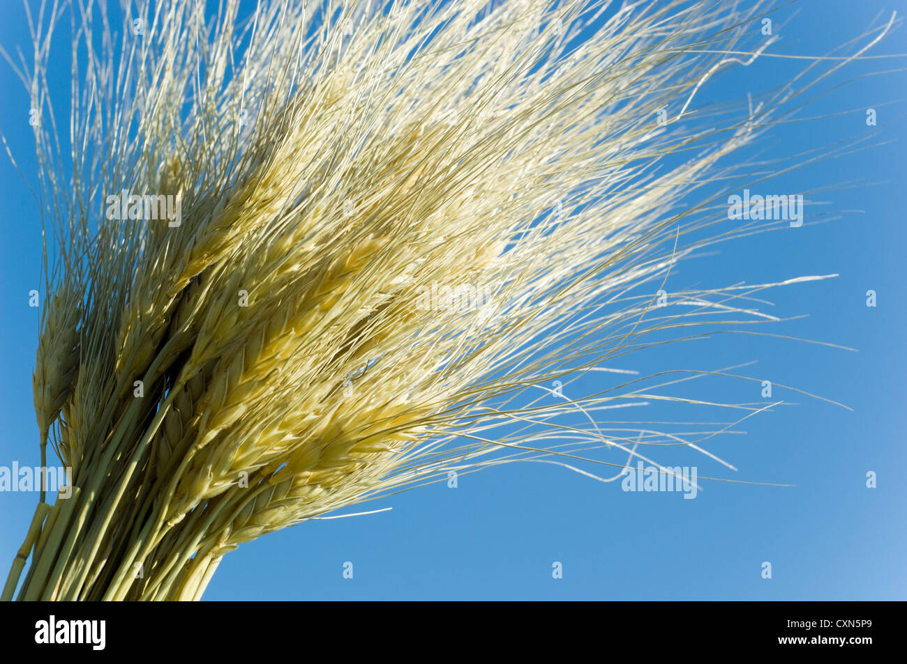 Sheaves of wheat hi-res stock photography and images - Alamy