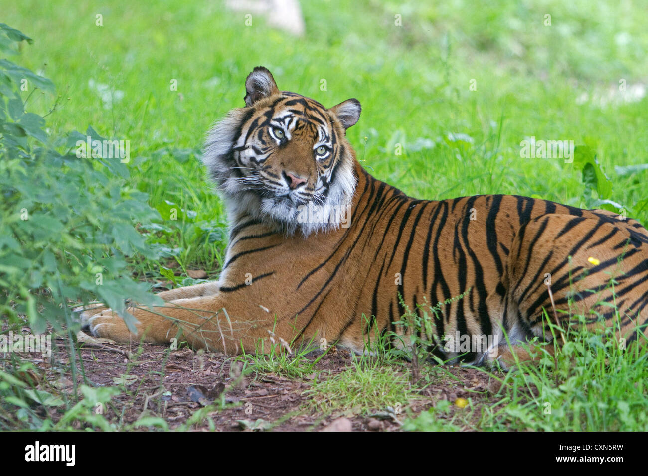 A Sumatran Tiger in Paignton Zoo Devon Stock Photo - Alamy