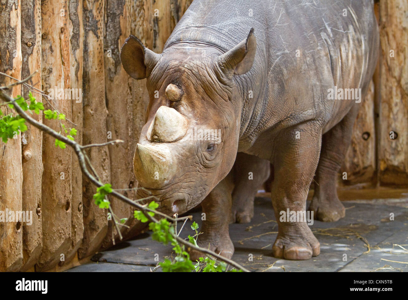 Paignton Zoo Stock Photos & Paignton Zoo Stock Images - Alamy