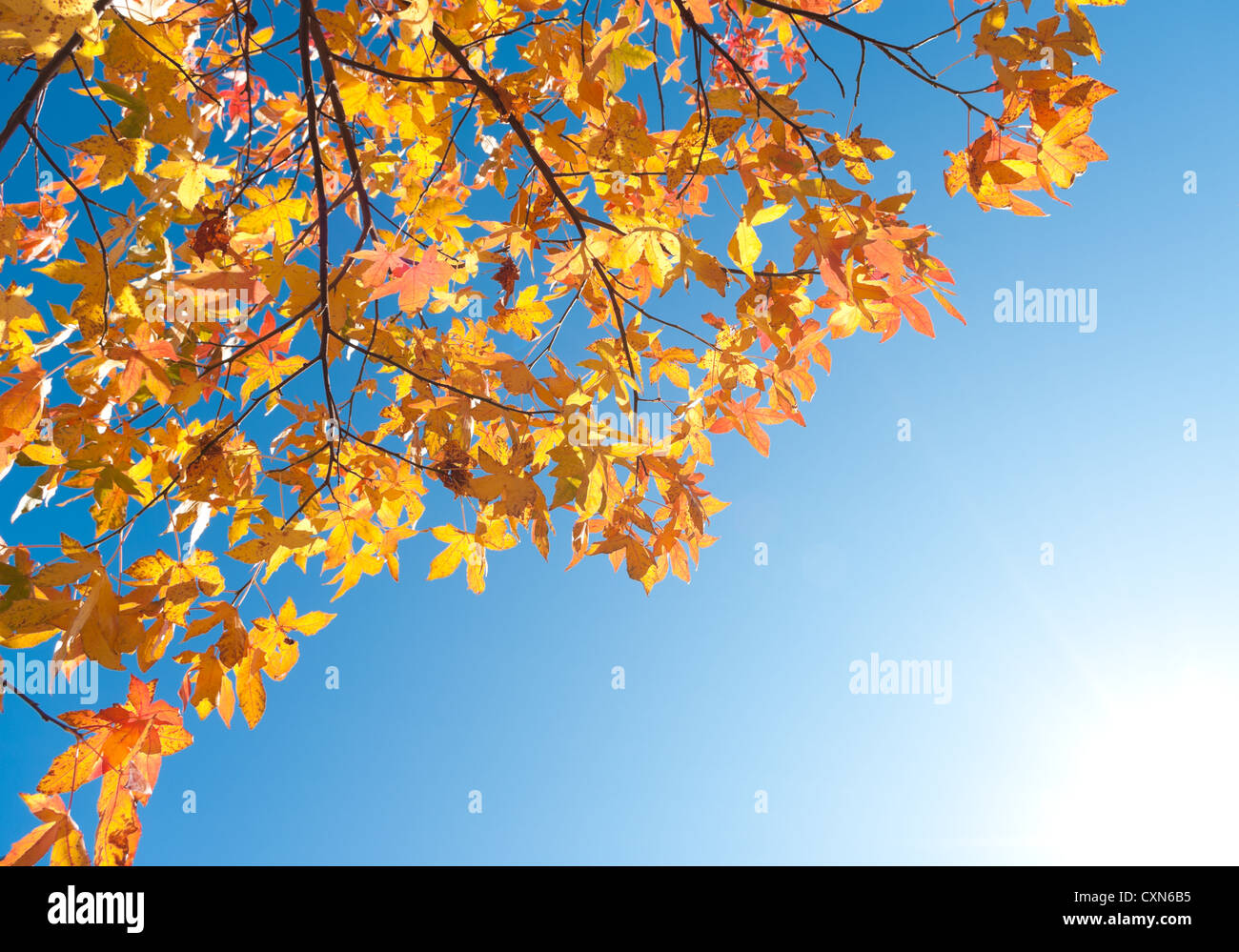 beautiful colored autumn leaves on a tree with some copyspace Stock ...