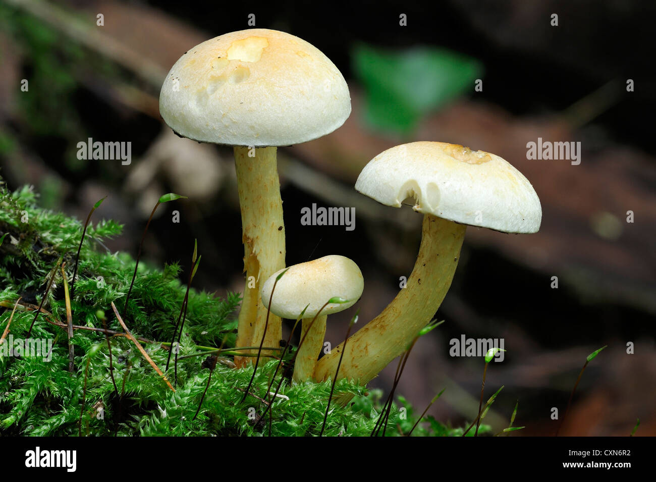Sulphur Tuft Fungi - Hypholoma fascicular Stock Photo - Alamy