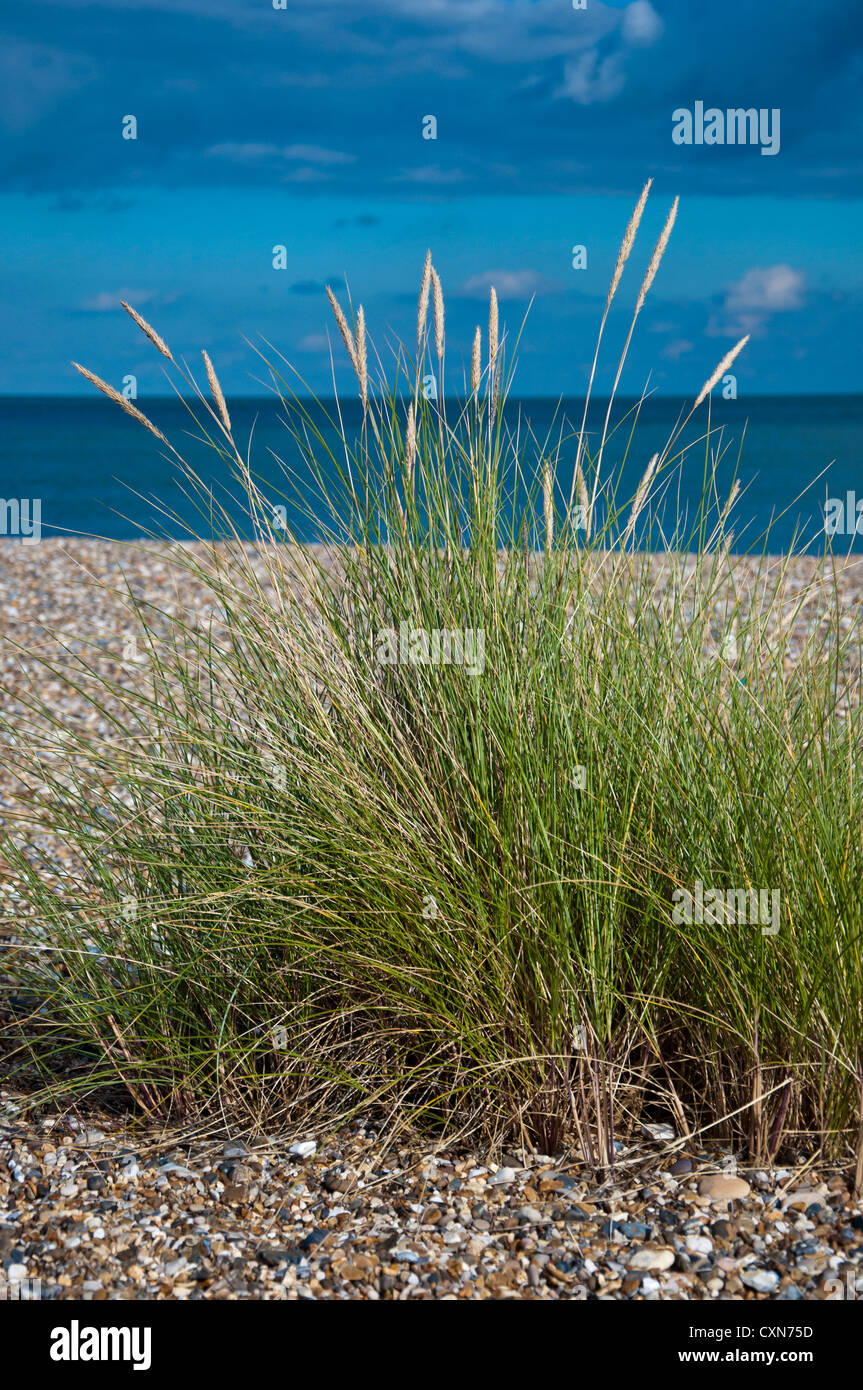 Marram grass hi-res stock photography and images - Alamy
