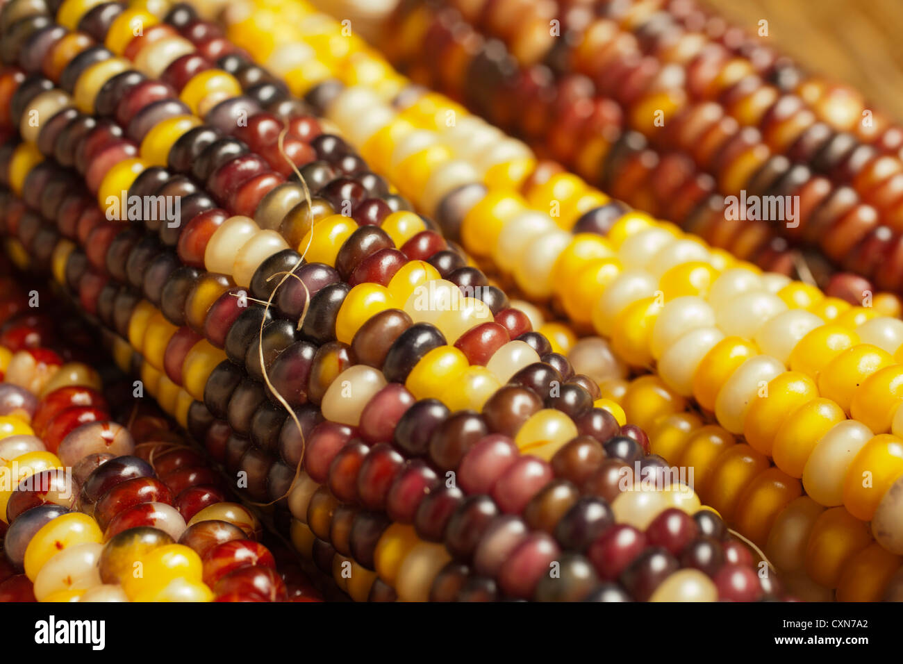 Dried Multicolor Corn, Sometimes called "Indian Corn Stock Photo - Alamy