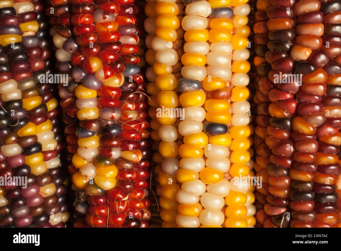 Dried Multicolor Corn, Sometimes called "Indian Corn Stock Photo - Alamy