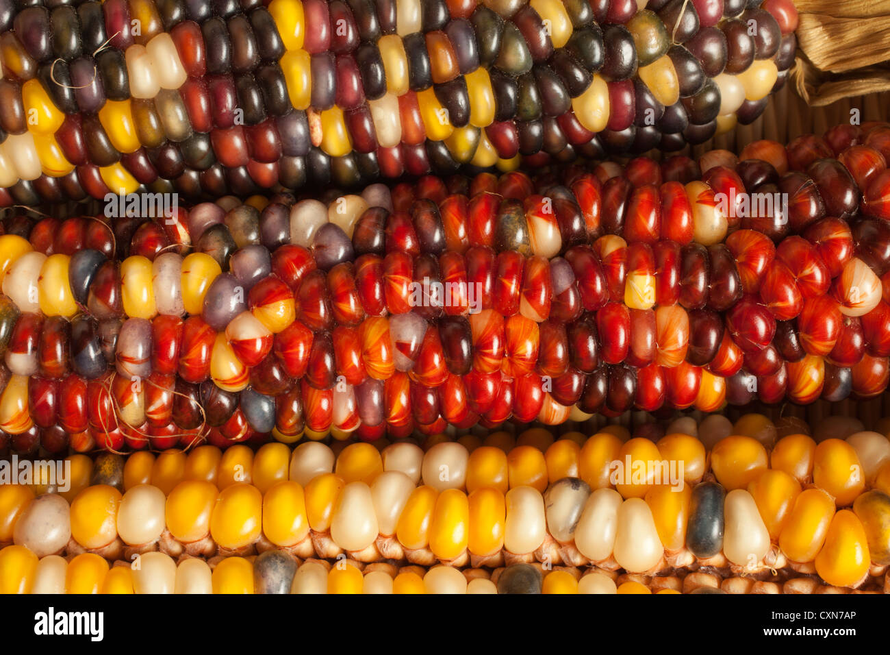 Indian colored corn hi-res stock photography and images - Alamy