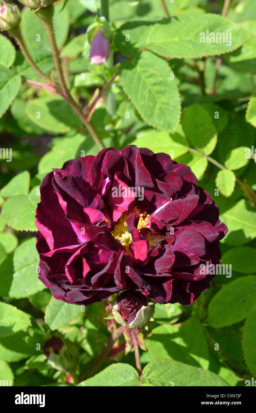 Dove La Felce Rossa Cresce Rubin E Rainie