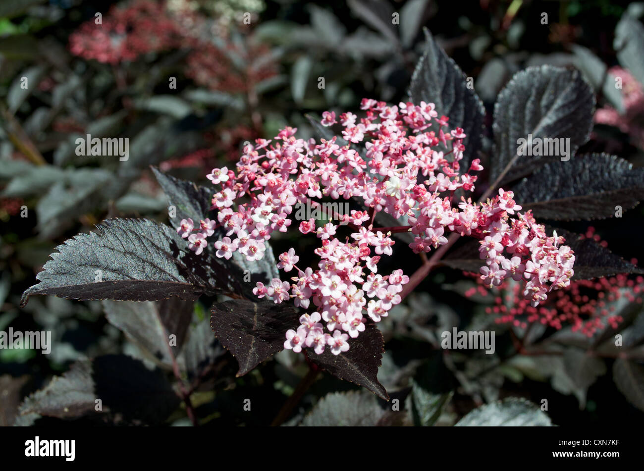 purple elderflower sambucus Stock Photo - Alamy