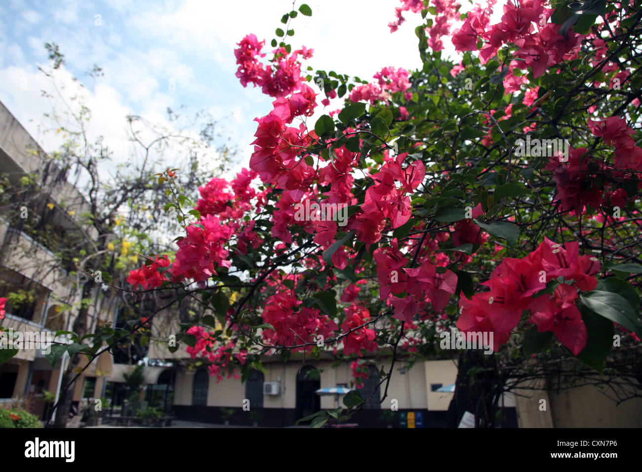 It's a photo of a Tree with red flowers on its branches. It's in Asia ...