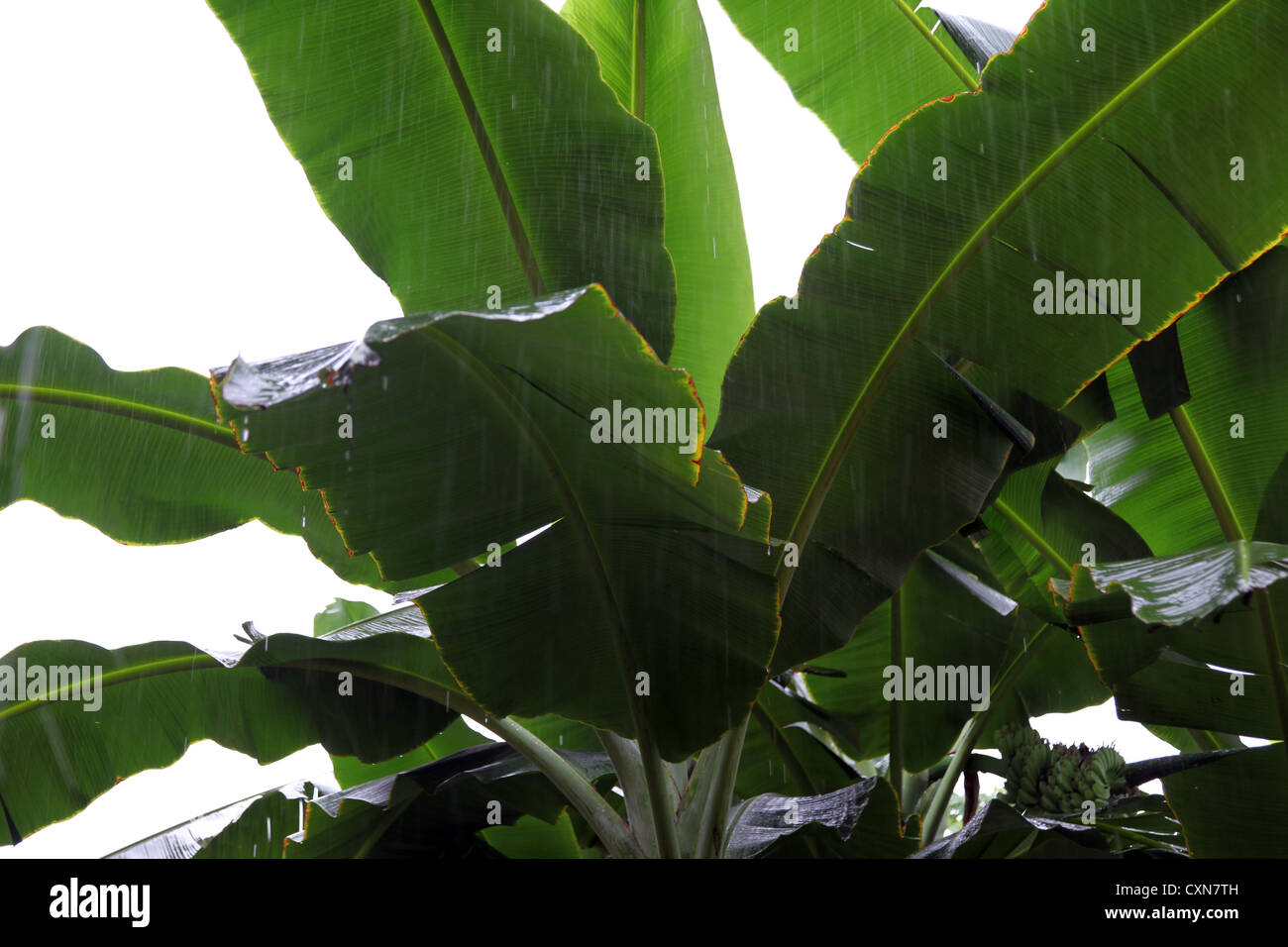 Amazonian palm tree hi-res stock photography and images - Alamy