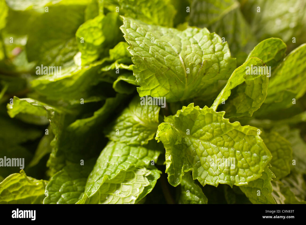 Bunch of fresh mint leaves Stock Photo - Alamy