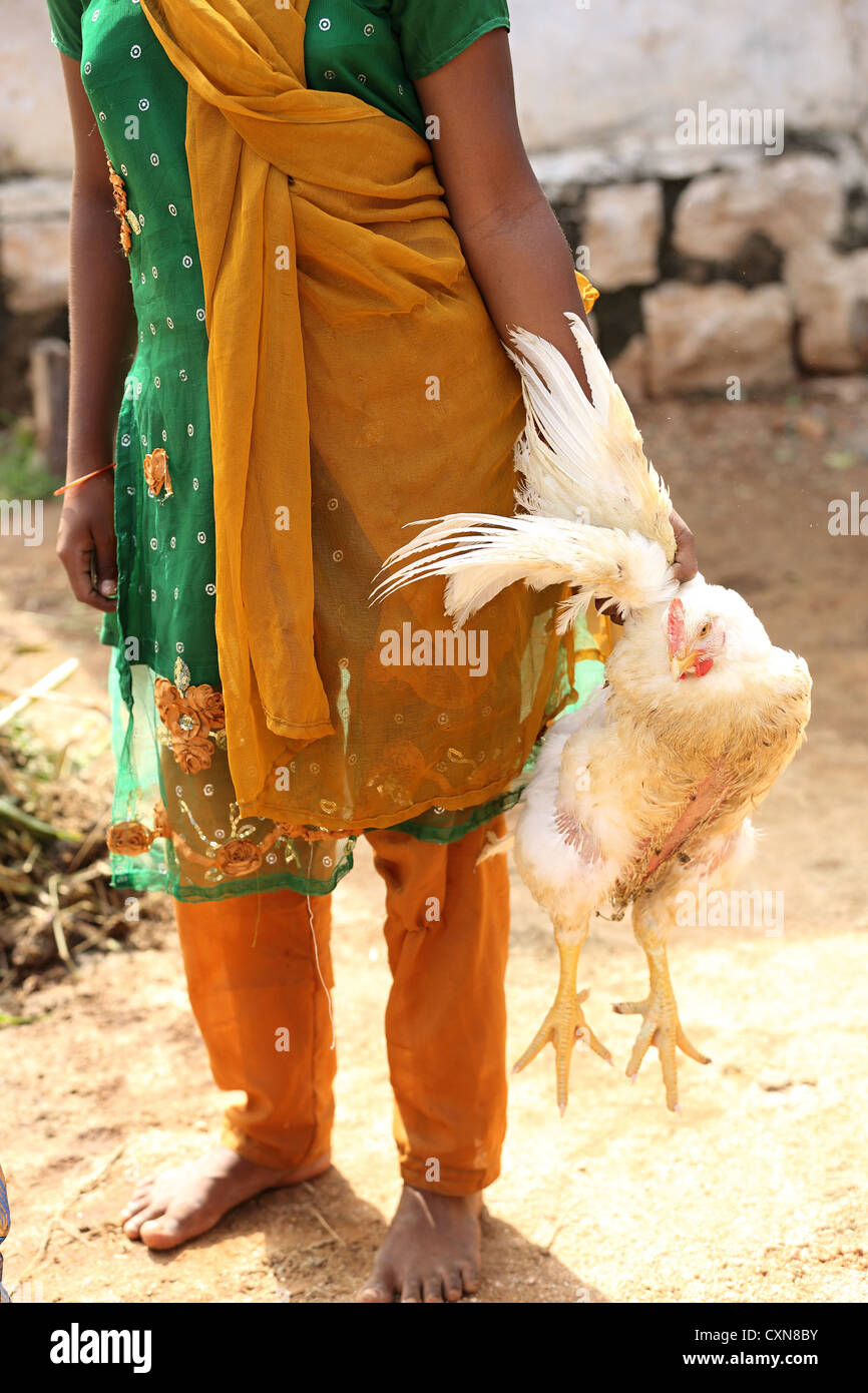 Chicken held by a villager Andhra Pradesh south India Stock Photo - Alamy