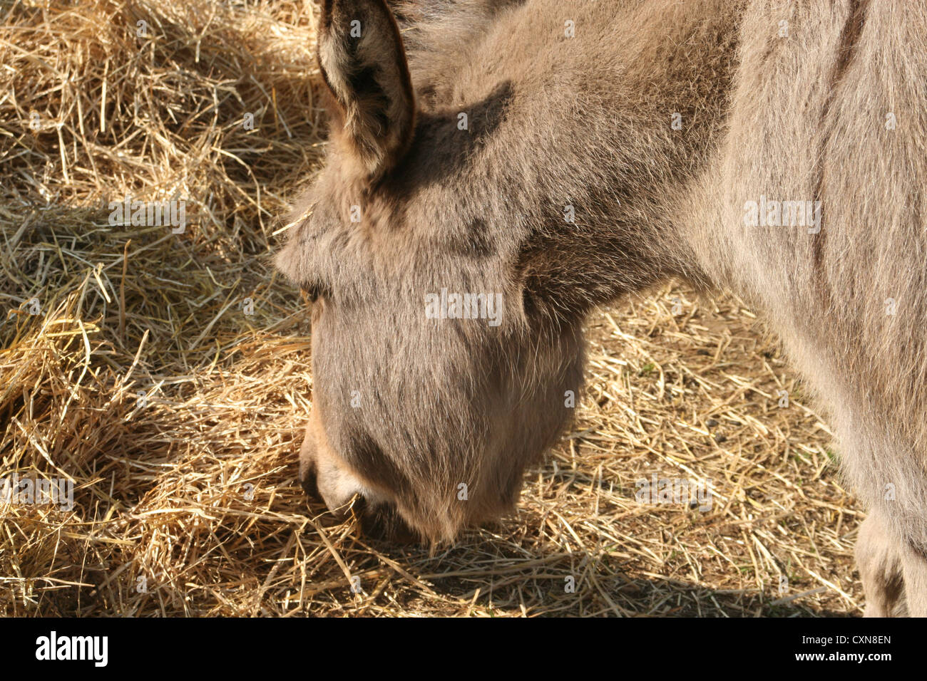 Donkey stable hi-res stock photography and images - Alamy