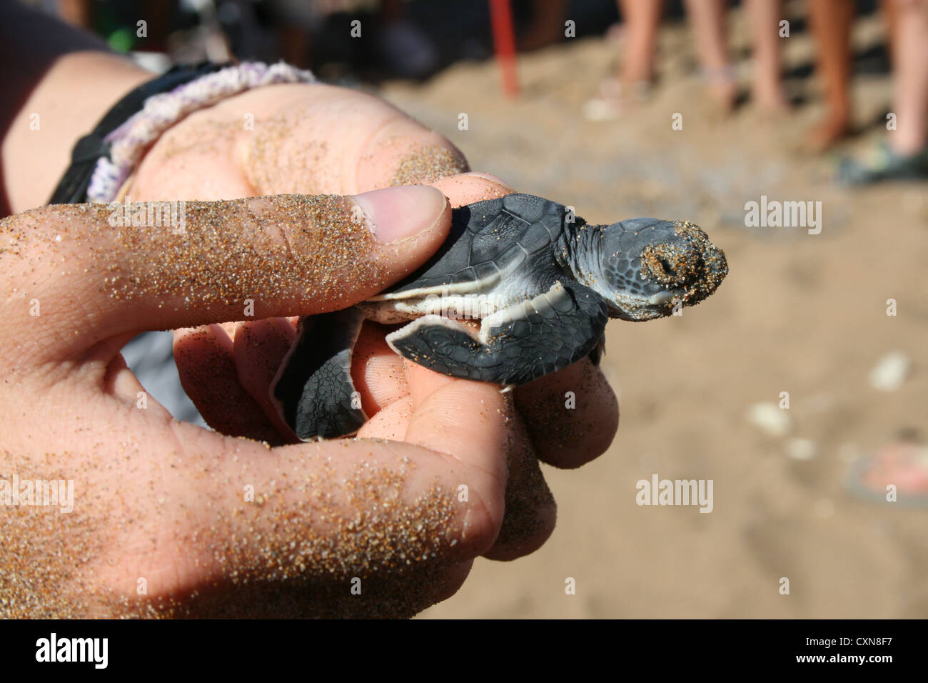 A green turtle hatchling held for viewing in Lapta, North Cyprus Stock ...