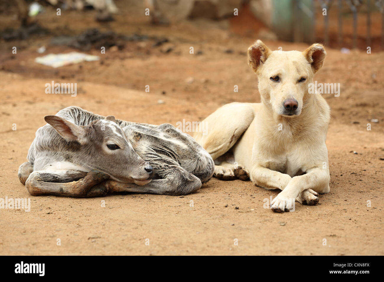Indian zebu calf Andhra Pradesh South India Stock Photo - Alamy