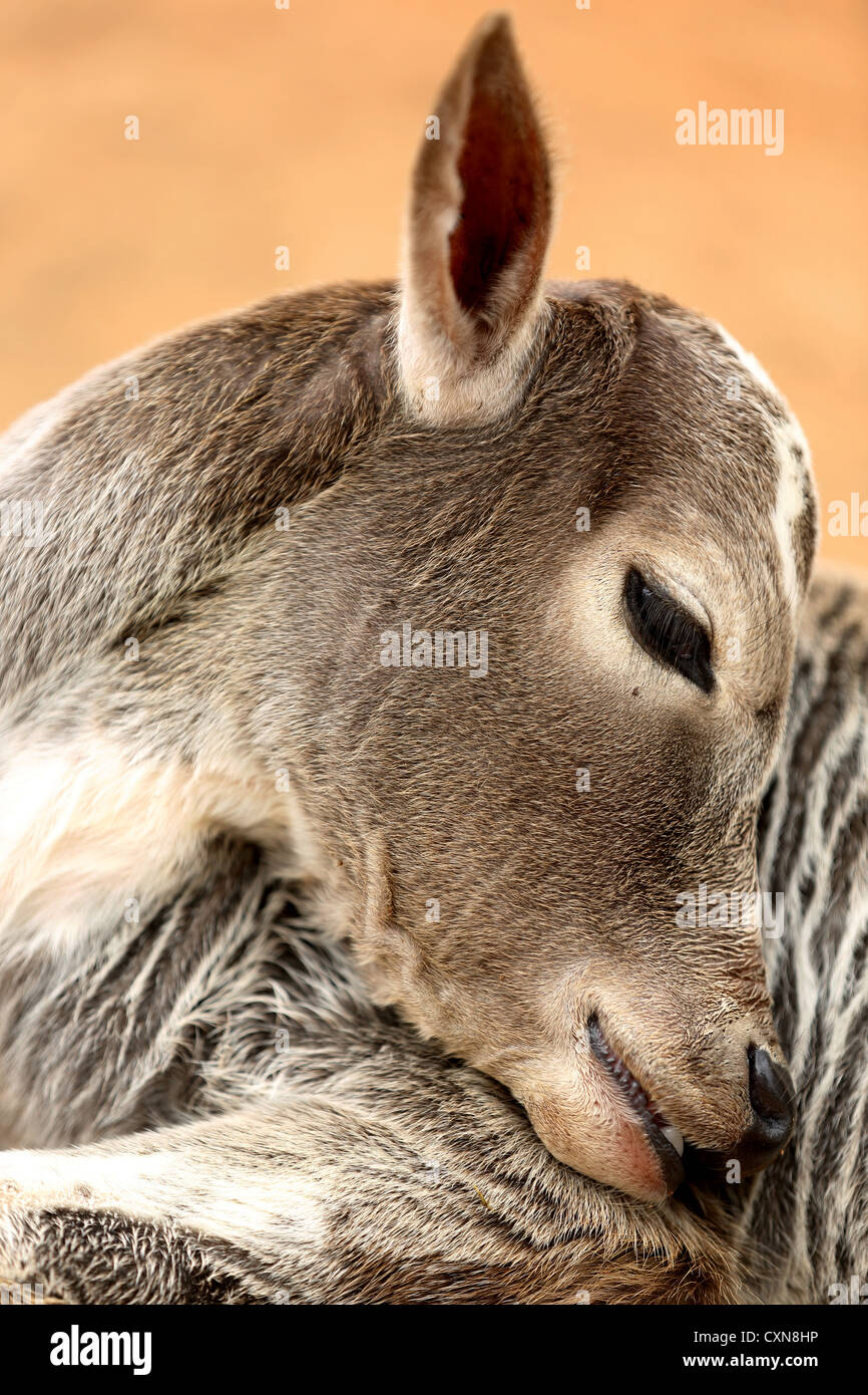 Calf india hi-res stock photography and images - Alamy
