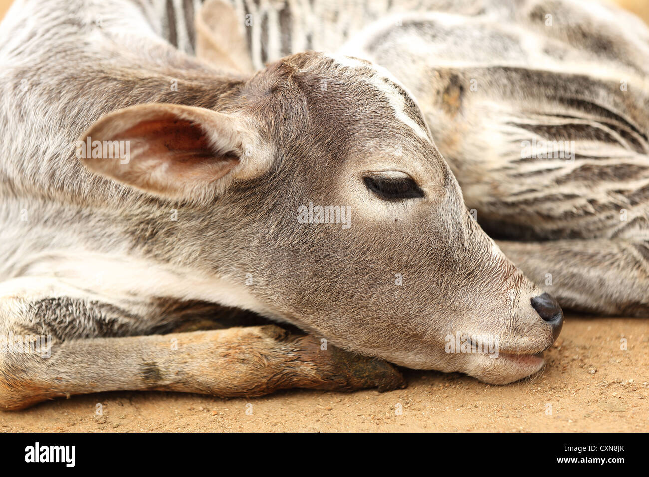 Animal ox hi-res stock photography and images - Alamy