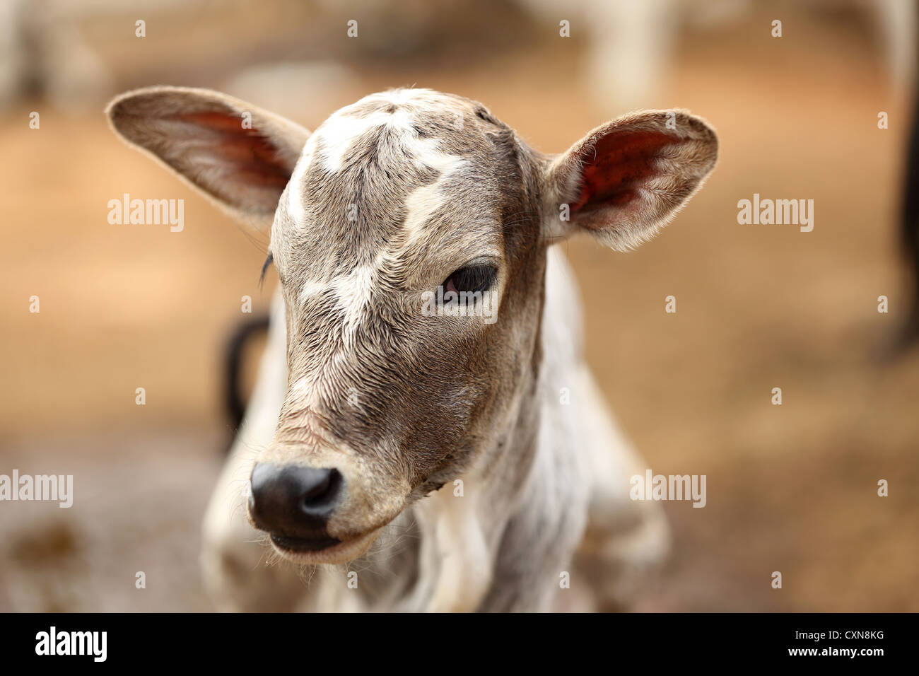 Indian zebu calf Andhra Pradesh South India Stock Photo - Alamy