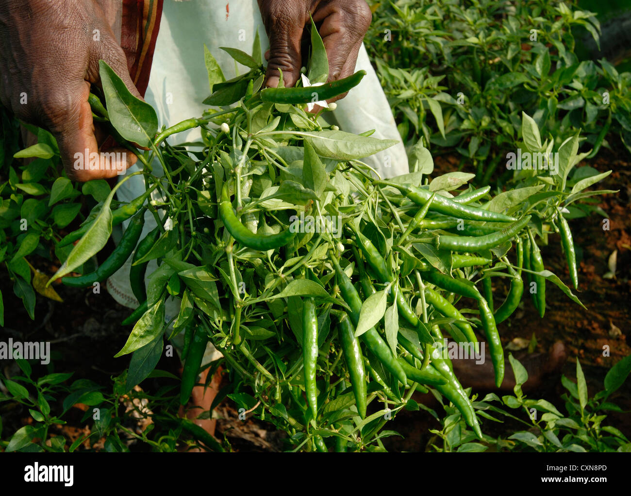Chilli plantation hi-res stock photography and images - Alamy