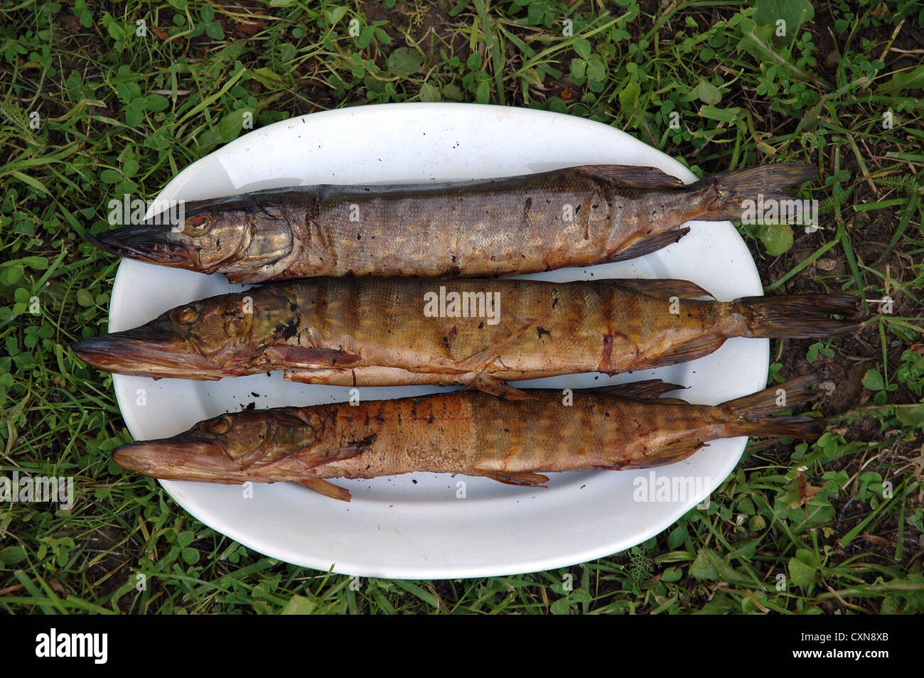 freshly smoked three pike fish on plate in grass Stock Photo - Alamy