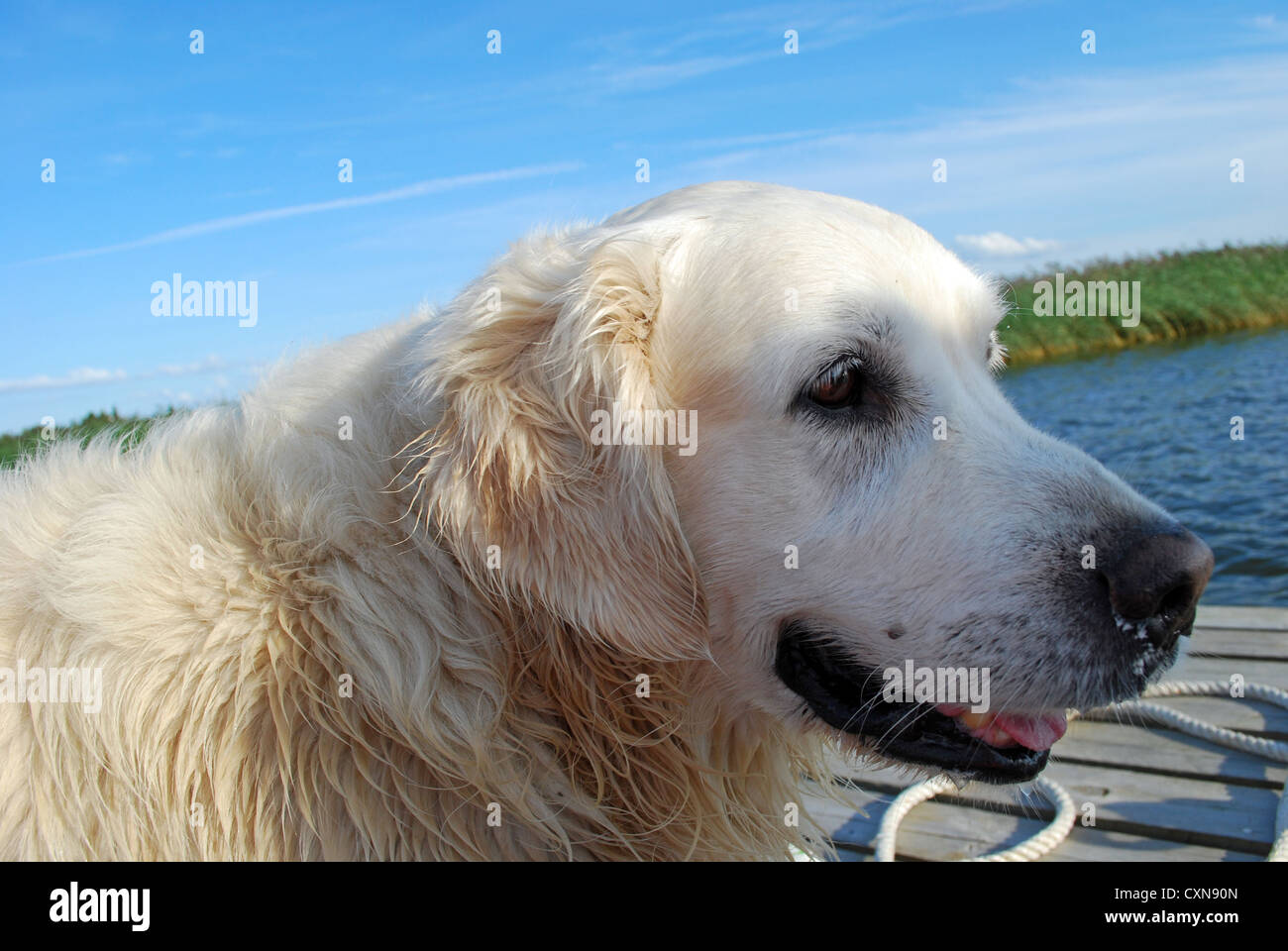 Golden Retriever Face High Resolution Stock Photography and Images - Alamy