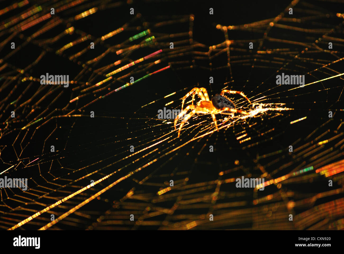 Spider strings hi-res stock photography and images - Alamy