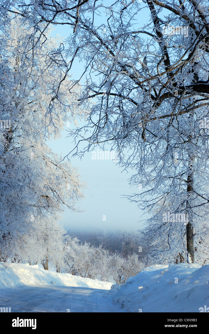 Winter road near frozen trees Stock Photo - Alamy