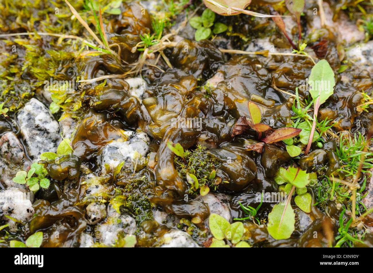 Slime-like algal growth in extremely wet summer conditions in Scotland ...