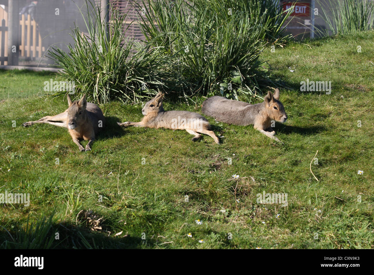 Aguti hi-res stock photography and images - Alamy