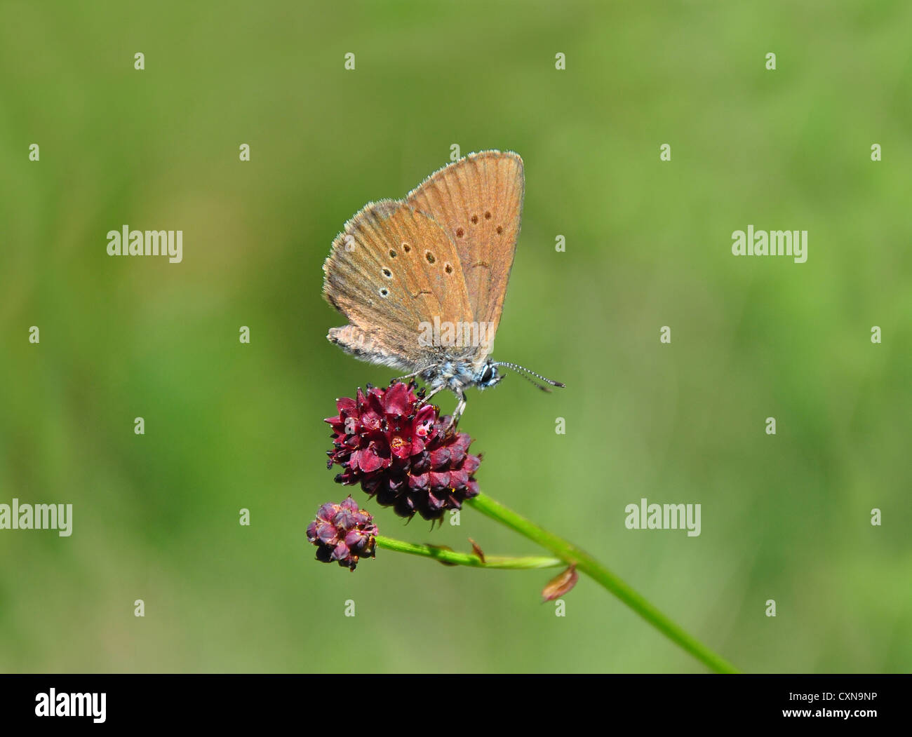 Dusky Large Blue (Maculinea nausithous Stock Photo - Alamy