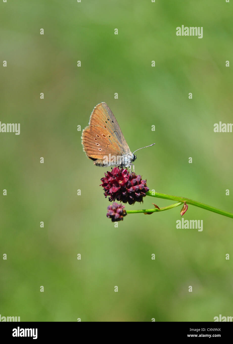 Dusky Large Blue (Maculinea nausithous Stock Photo - Alamy