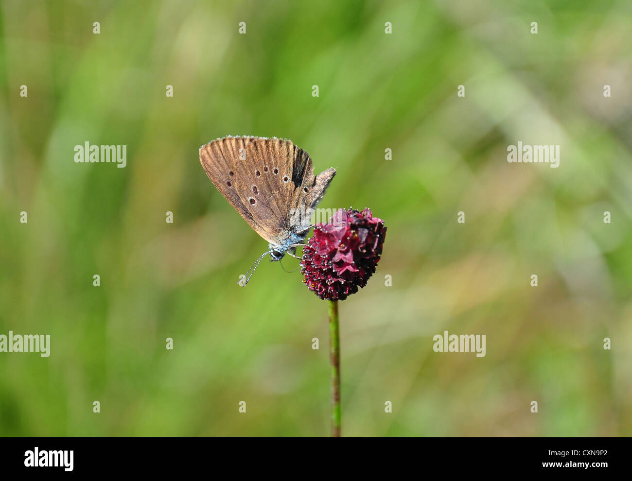 Dusky large blue maculinea nausithous hi-res stock photography and ...