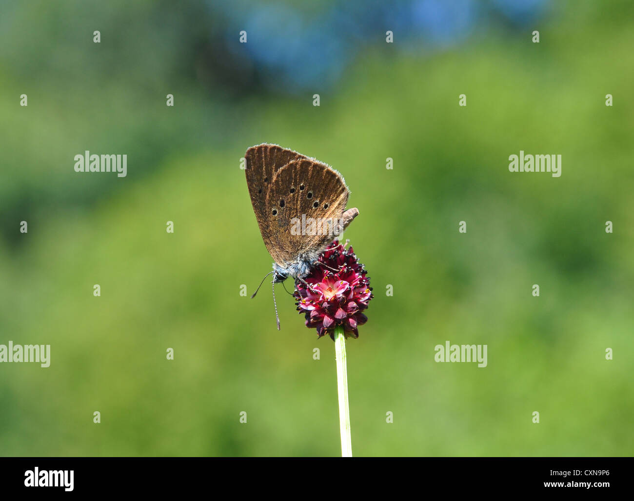 Maculinea Nausithous High Resolution Stock Photography and Images - Alamy