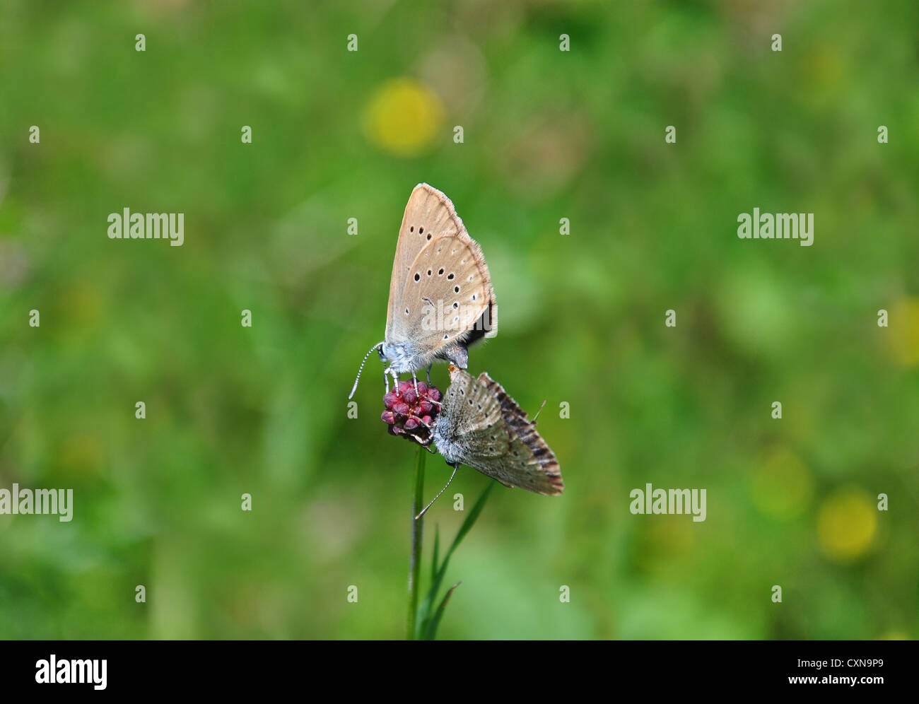 Maculinea teleius hi-res stock photography and images - Alamy