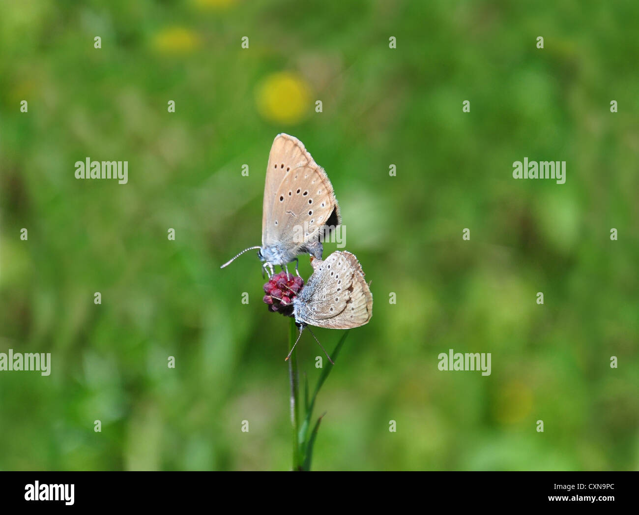 Maculinea teleius hi-res stock photography and images - Alamy