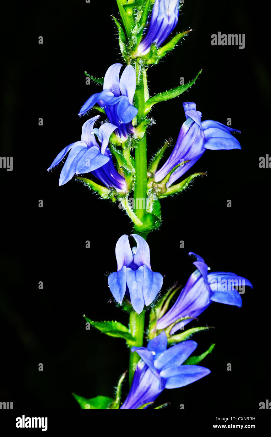 Lobelia, medicinal plant of the American native people Stock Photo - Alamy