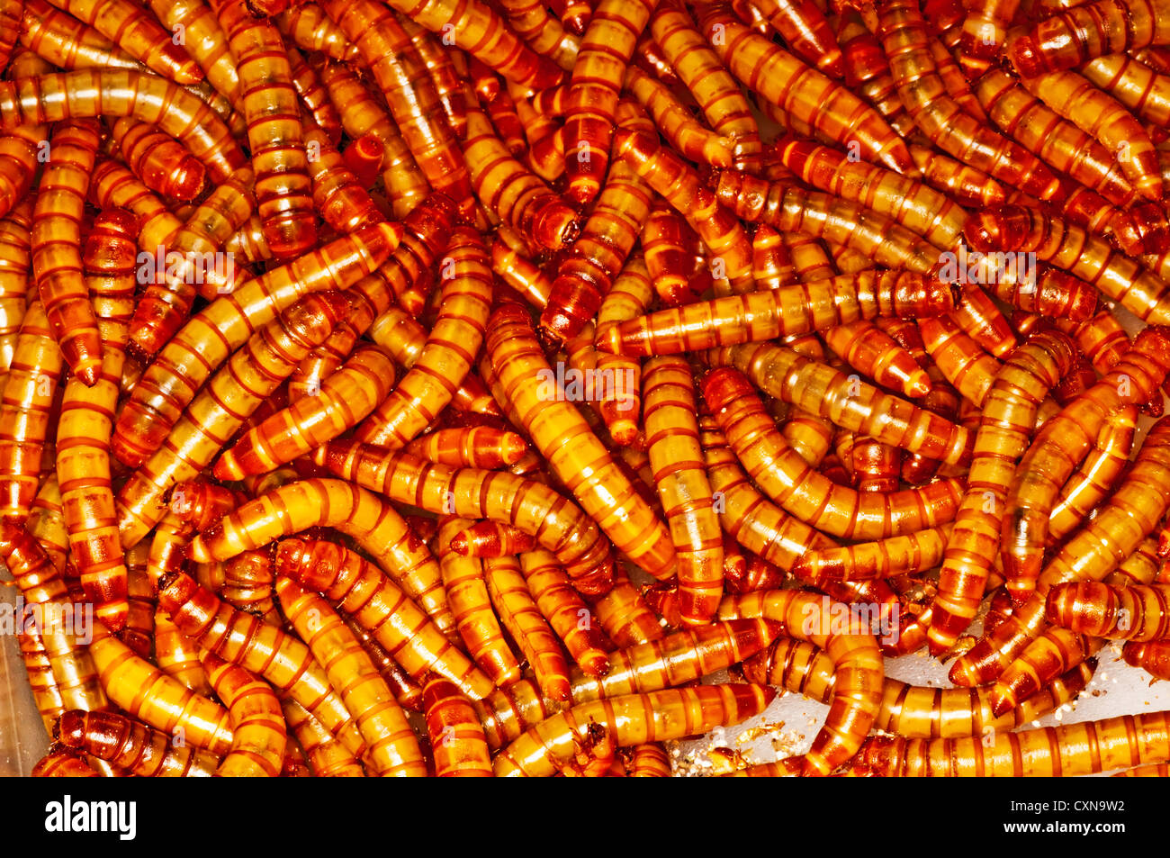 Big worm hi-res stock photography and images - Alamy