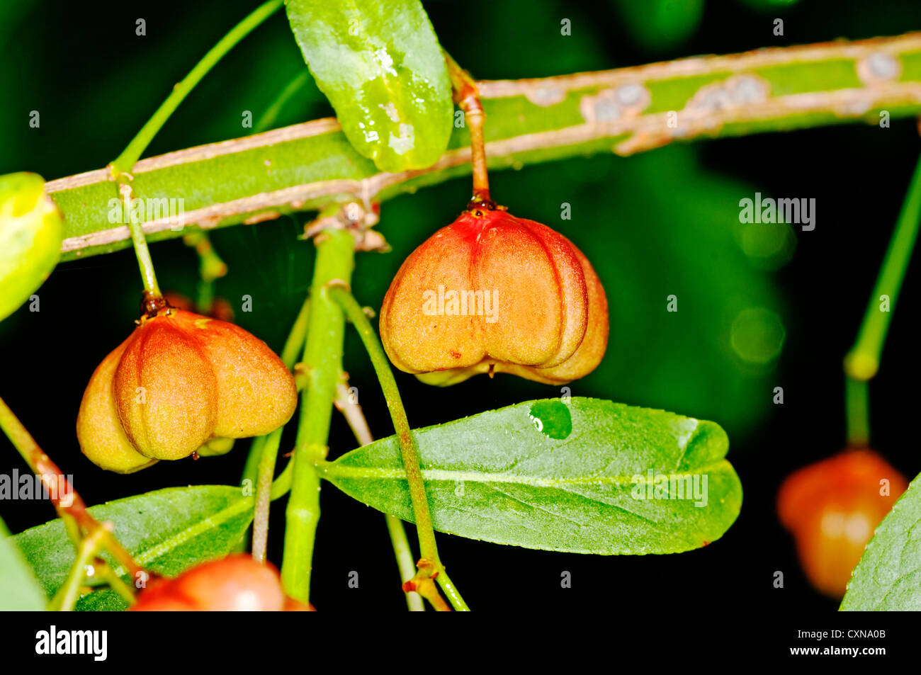 Spindle tree fruits hi-res stock photography and images - Alamy