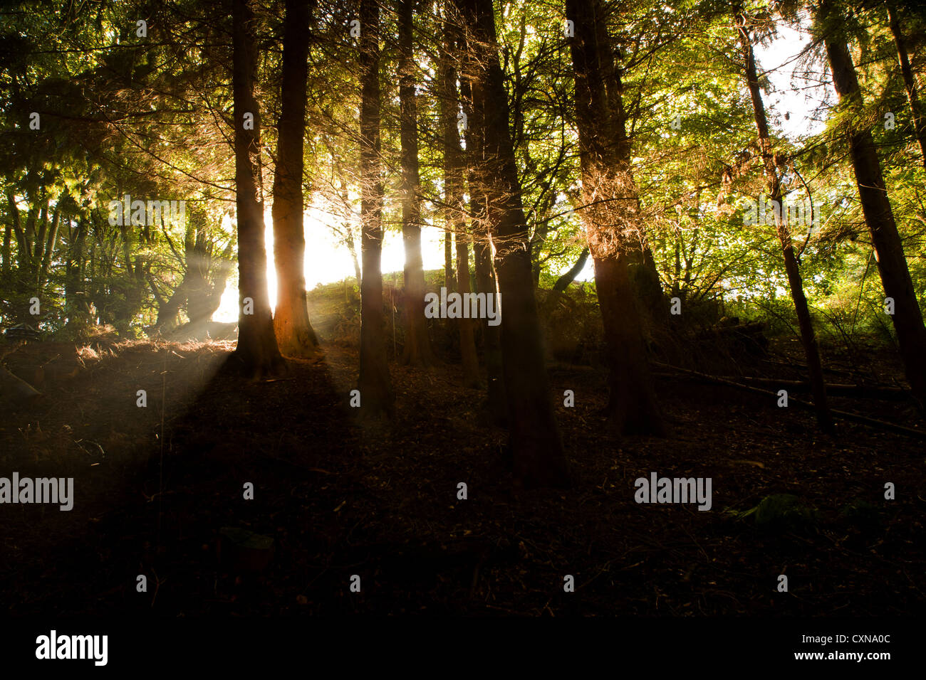 Forrest light shine hi-res stock photography and images - Alamy