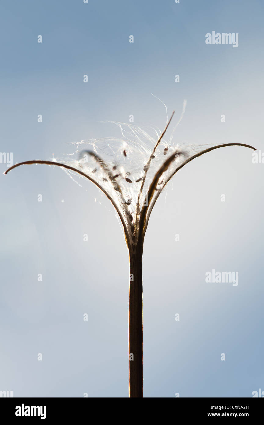 Hairy airborne seed hi-res stock photography and images - Alamy